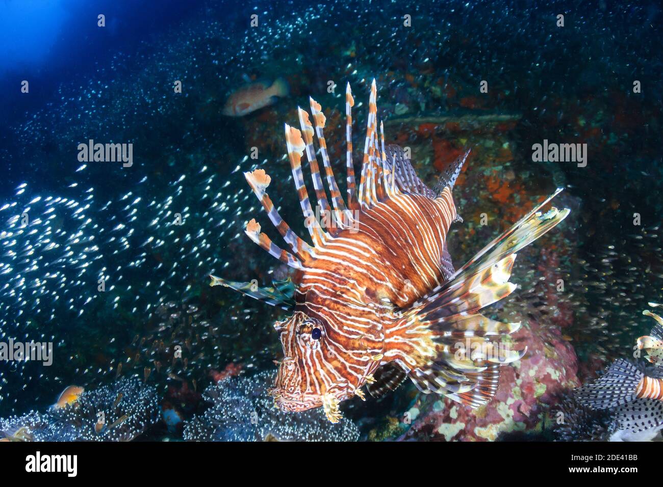 Lionfish on a colorful tropical coral reef Stock Photo - Alamy