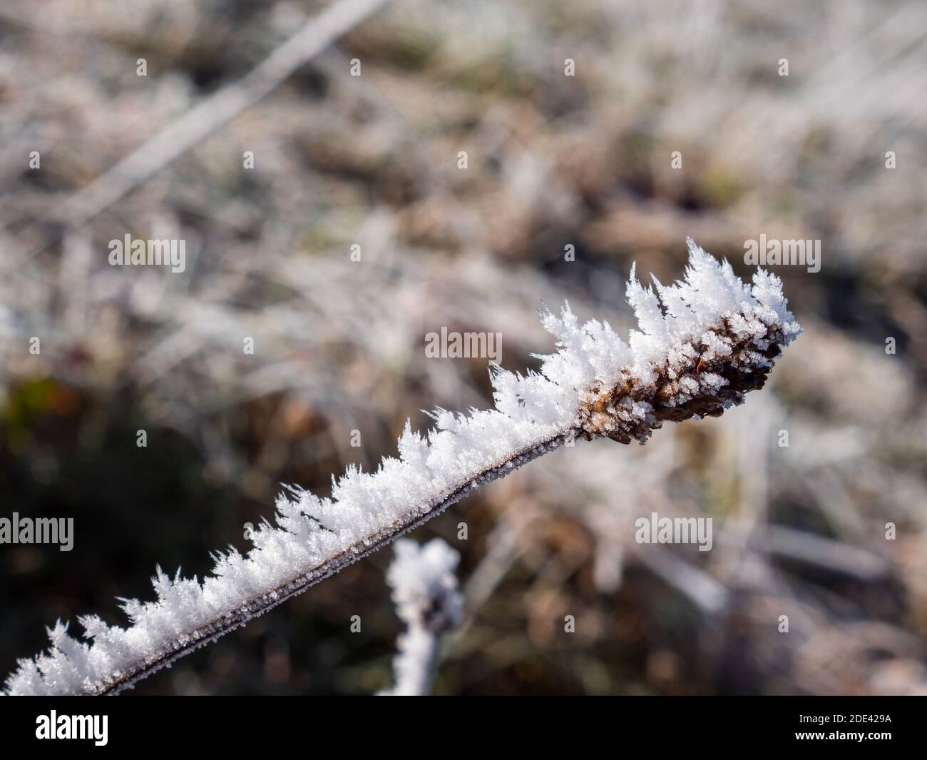 Ice crystals in winter Stock Photo - Alamy