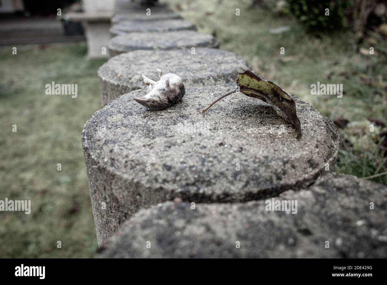 a dead mouse lies on a garden wall Stock Photo - Alamy