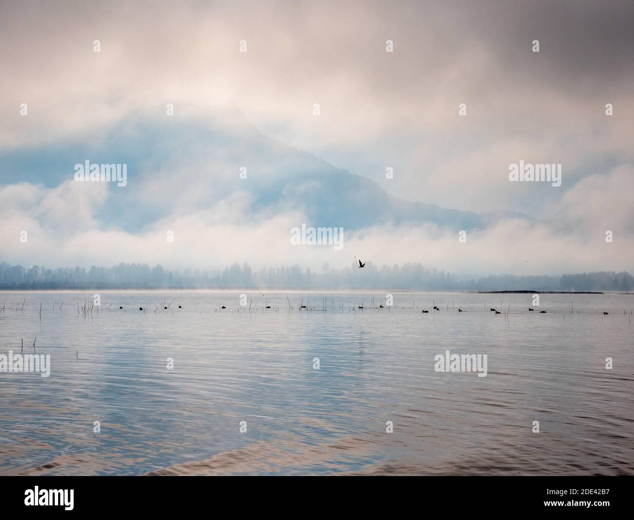 Beautiful forggensee lake sunrise hi-res stock photography and images ...