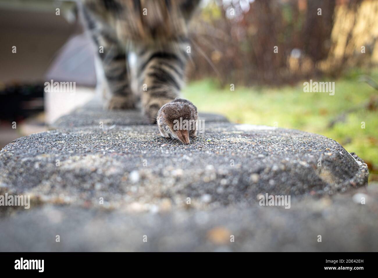 Dead mouse cartoon hi-res stock photography and images - Alamy