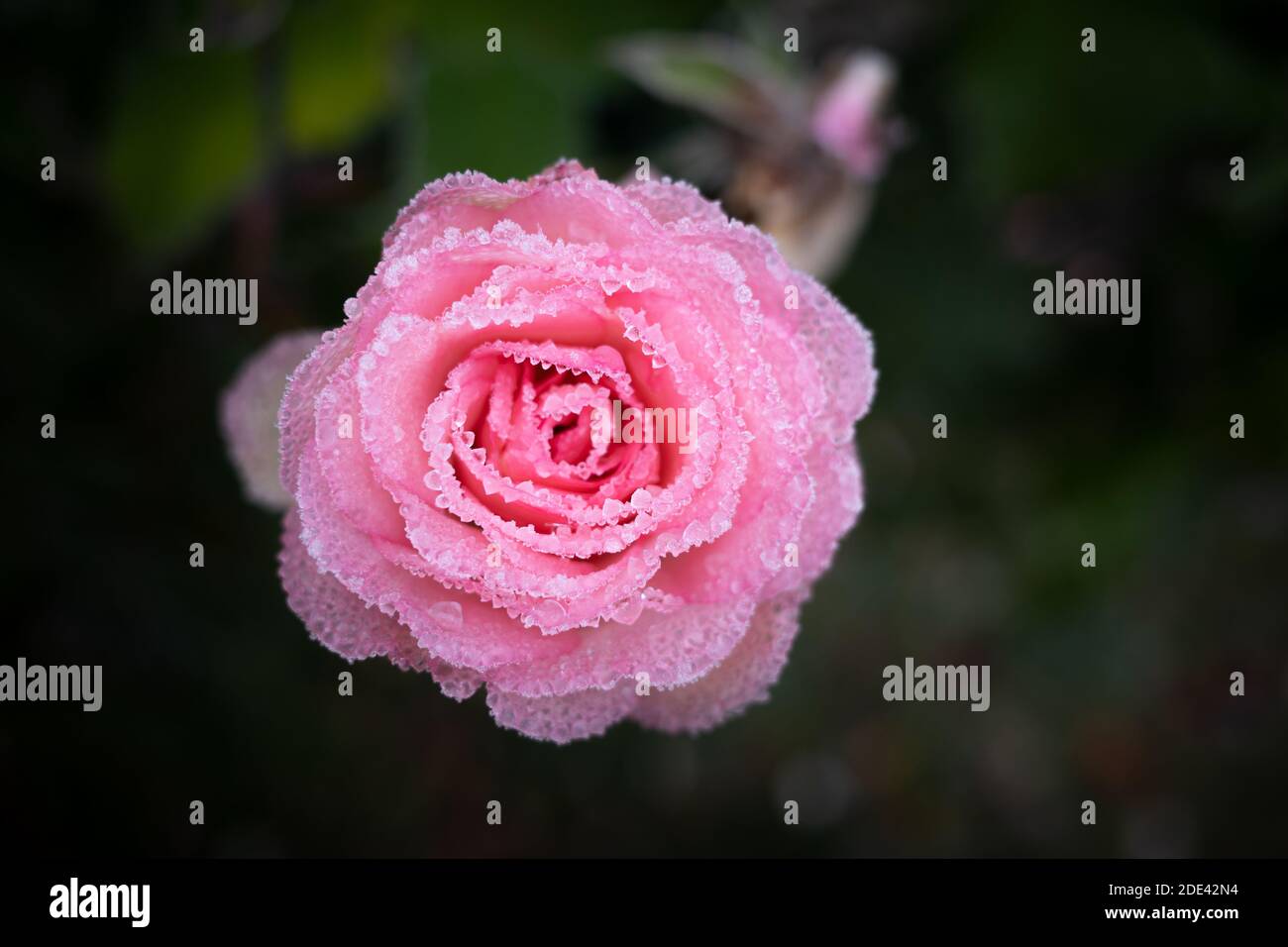 the pink flower of a rose is covered with frost Stock Photo - Alamy