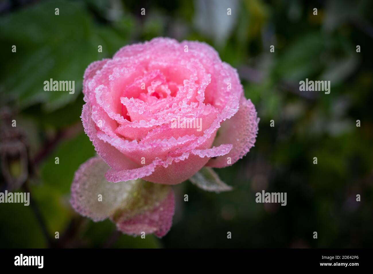 the pink flower of a rose is covered with frost Stock Photo - Alamy