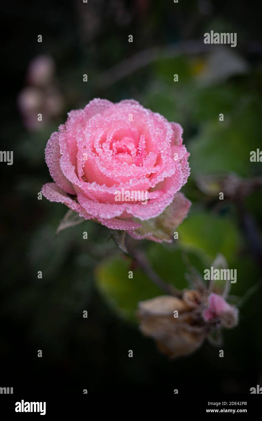 the pink flower of a rose is covered with frost Stock Photo - Alamy