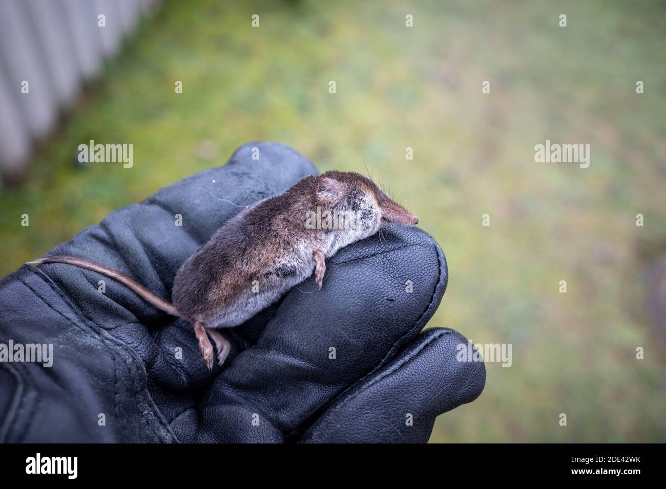 Funny shrew hi-res stock photography and images - Alamy