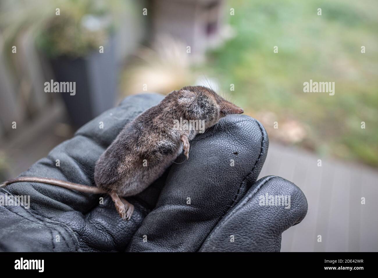 Dead shrew hi-res stock photography and images - Alamy