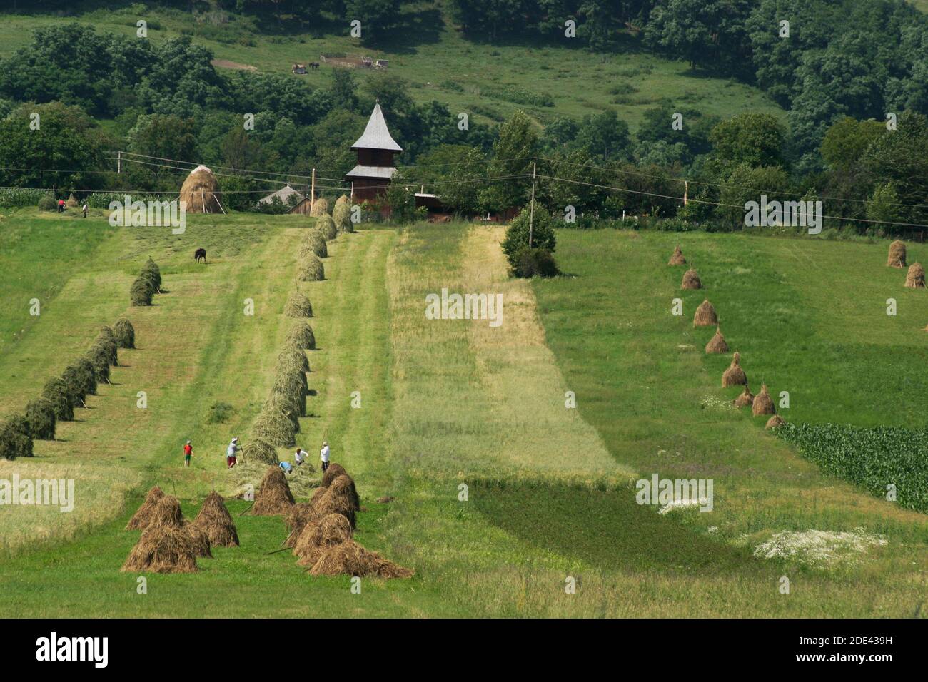 Western Moldavia, Romania. Farmers building haystacks on a large field ...