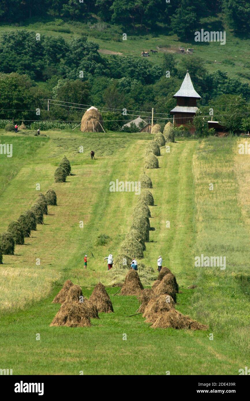 Western Moldavia, Romania. Farmers building haystacks on a large field ...
