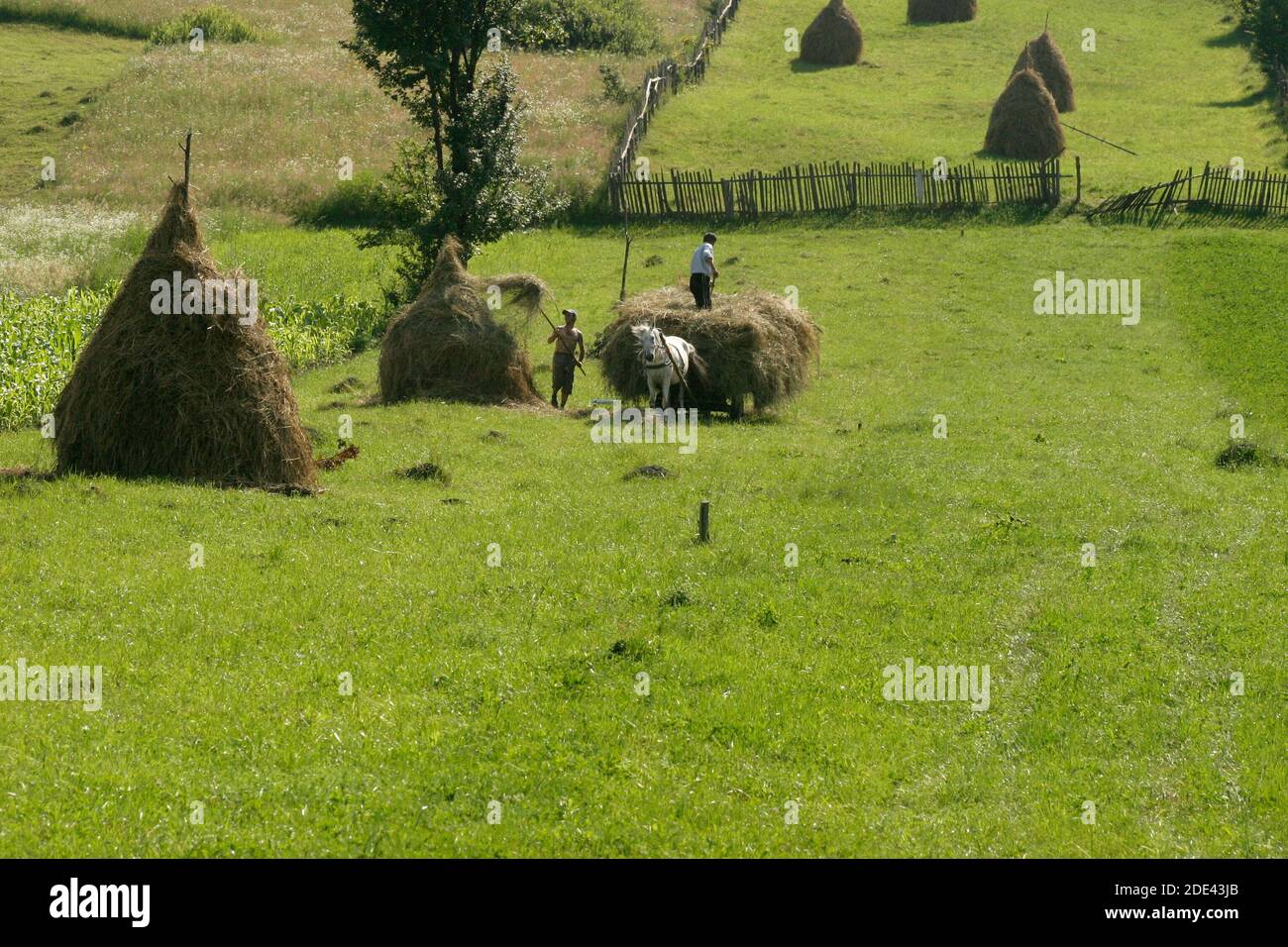 Farmers in Romania loading the dry hay into a cart Stock Photo - Alamy