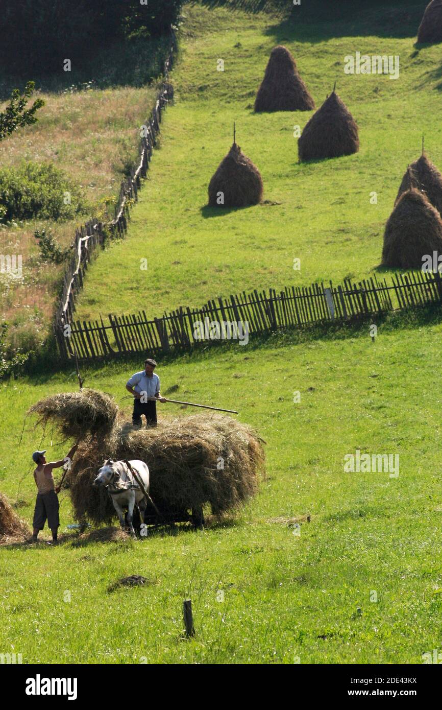 Farmers in Romania loading the dry hay into a cart Stock Photo - Alamy