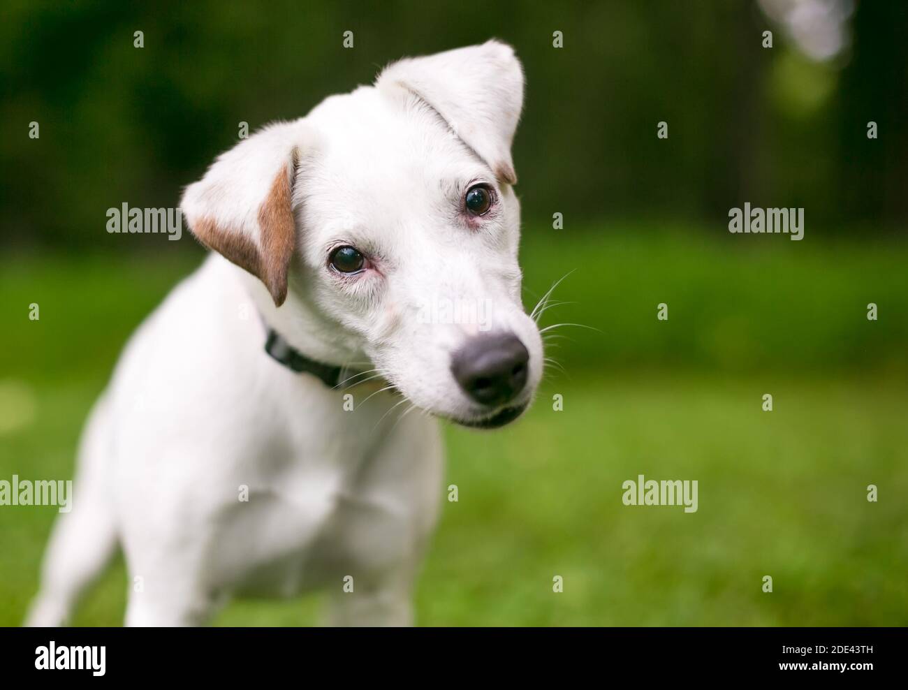 Are Pig Ears Bad For A Jack Russell Terrier