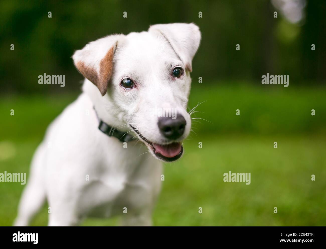Happy jack russell hi-res stock photography and images - Alamy