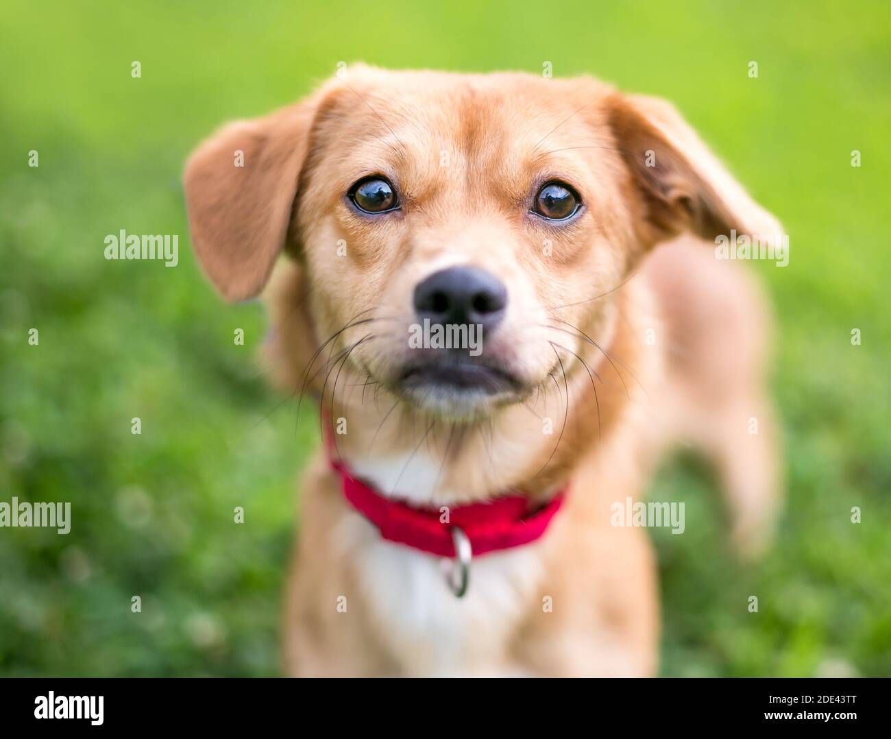 A cute brown mixed breed dog with floppy ears, wearing a red collar ...