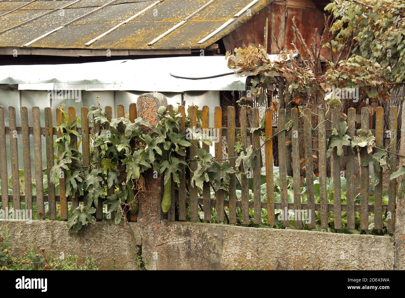 Luffa (Loofah) plant with fruits planted by a fence in Romania's ...