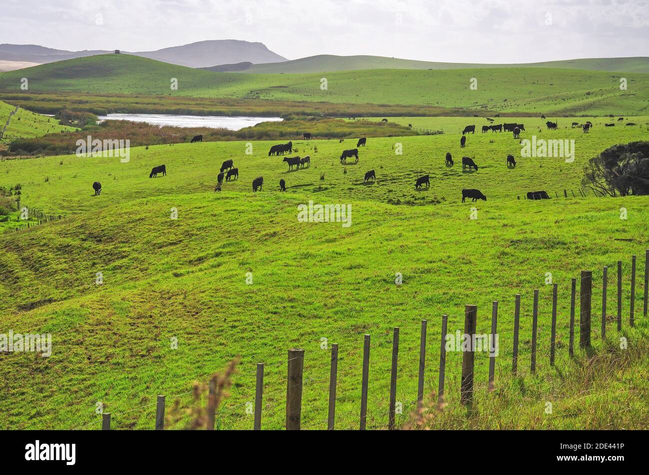 Rolling countryside with cattle near Kaikohe, Northland Region, North ...