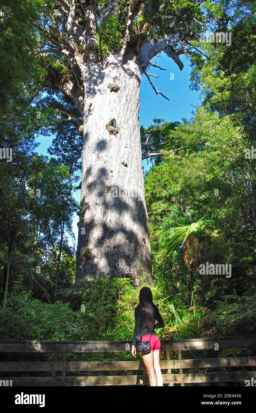 Tane Mahuta Giant Kauri Tree, Waipoua Forest, Northland Region, North ...