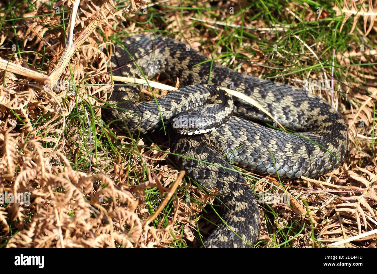 Adder - Vipera berus Stock Photo - Alamy