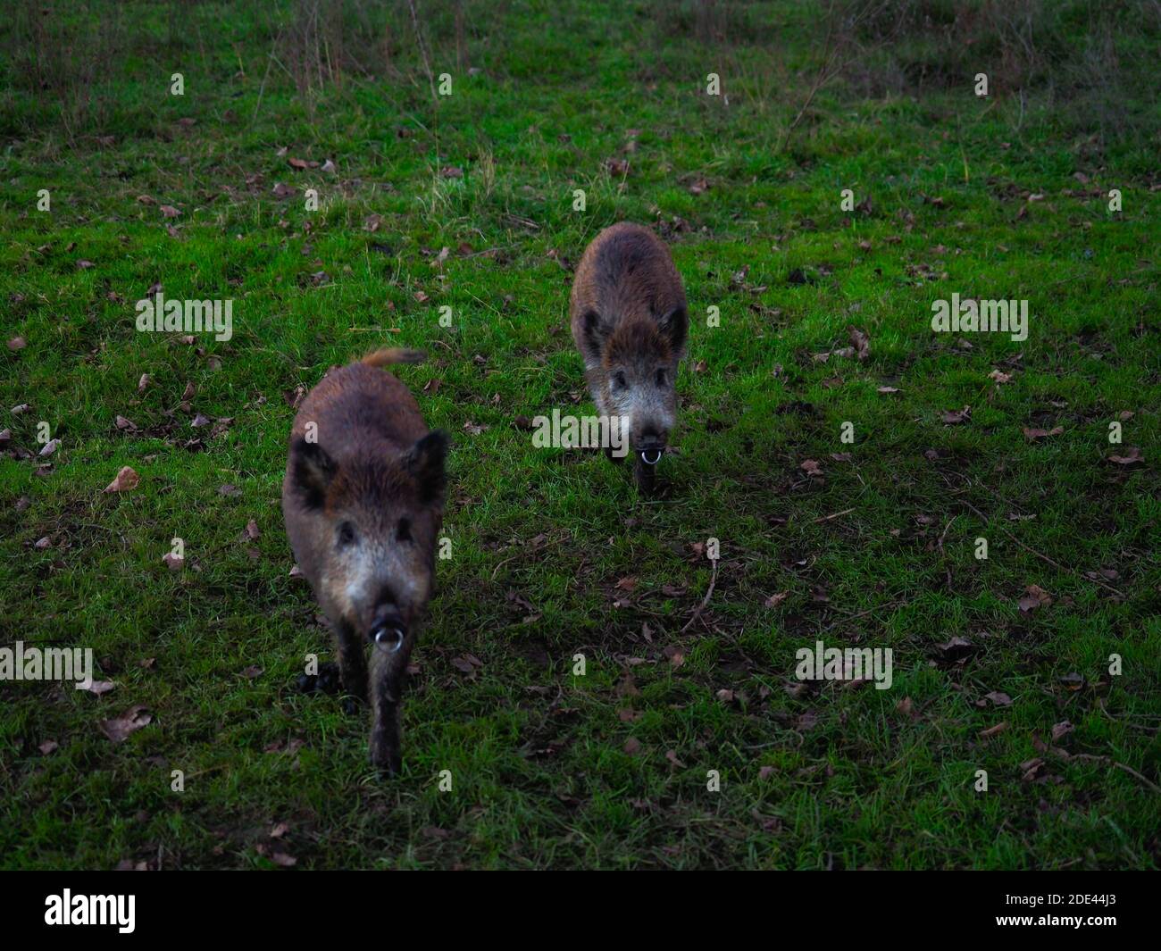 Boar pig in jungle hi-res stock photography and images - Alamy