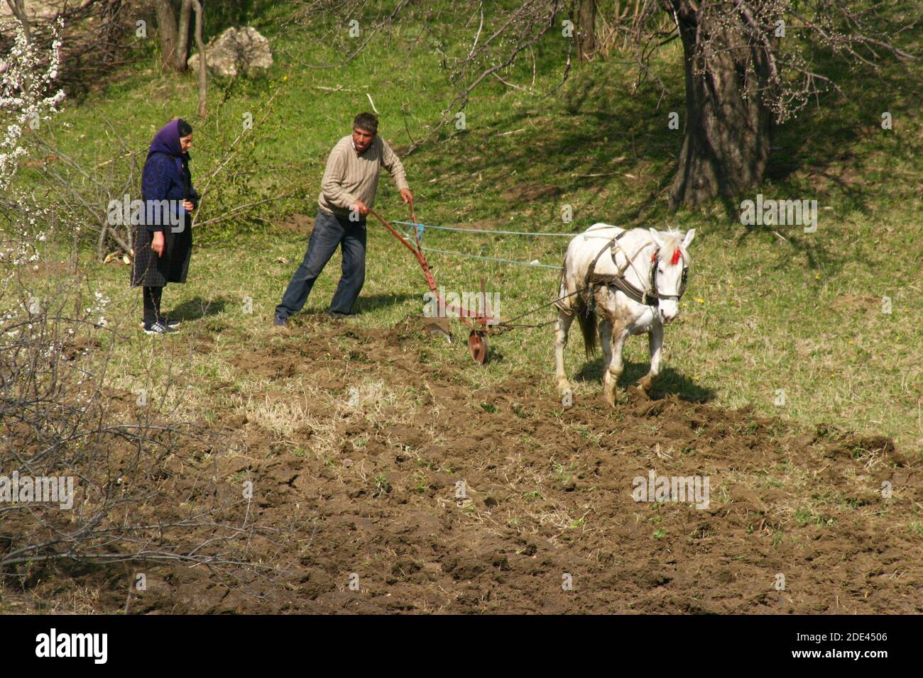 A couple in Romania's countryside plowing a pot of land using a simple ...