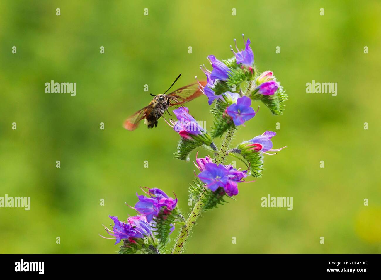Moth In Flight High Resolution Stock Photography and Images - Alamy