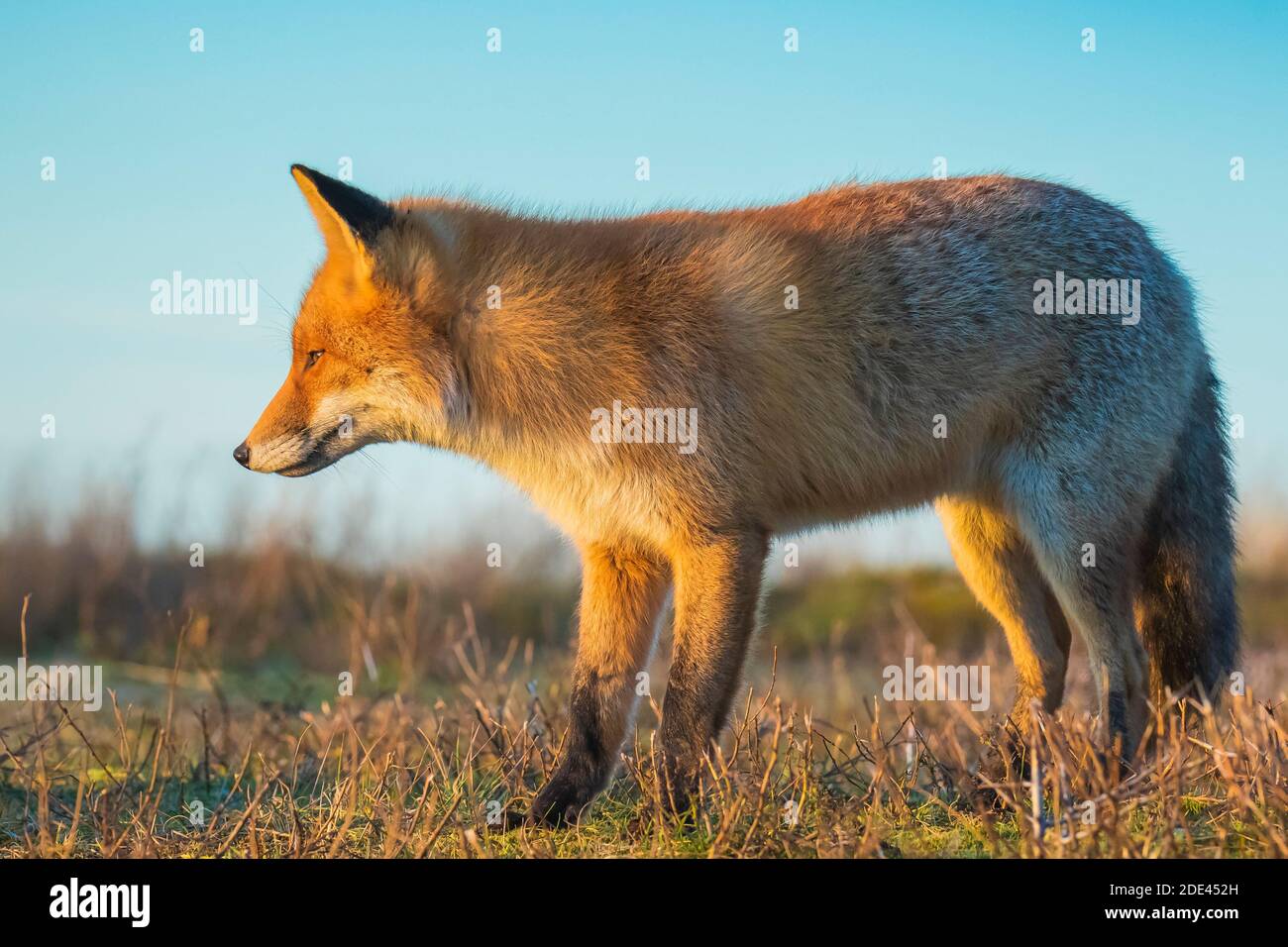 Close-up of a wild red fox, vulpes vulpes, scavenging during a ...