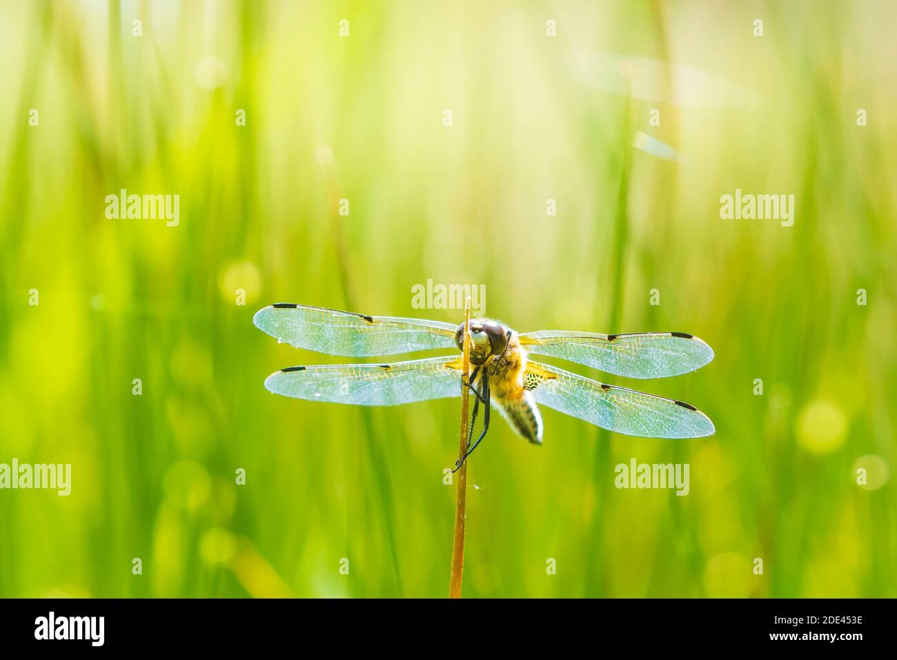 Close-up of a four-spotted chaser, Libellula quadrimaculata, or four-spotted skimmer dragonfly ...