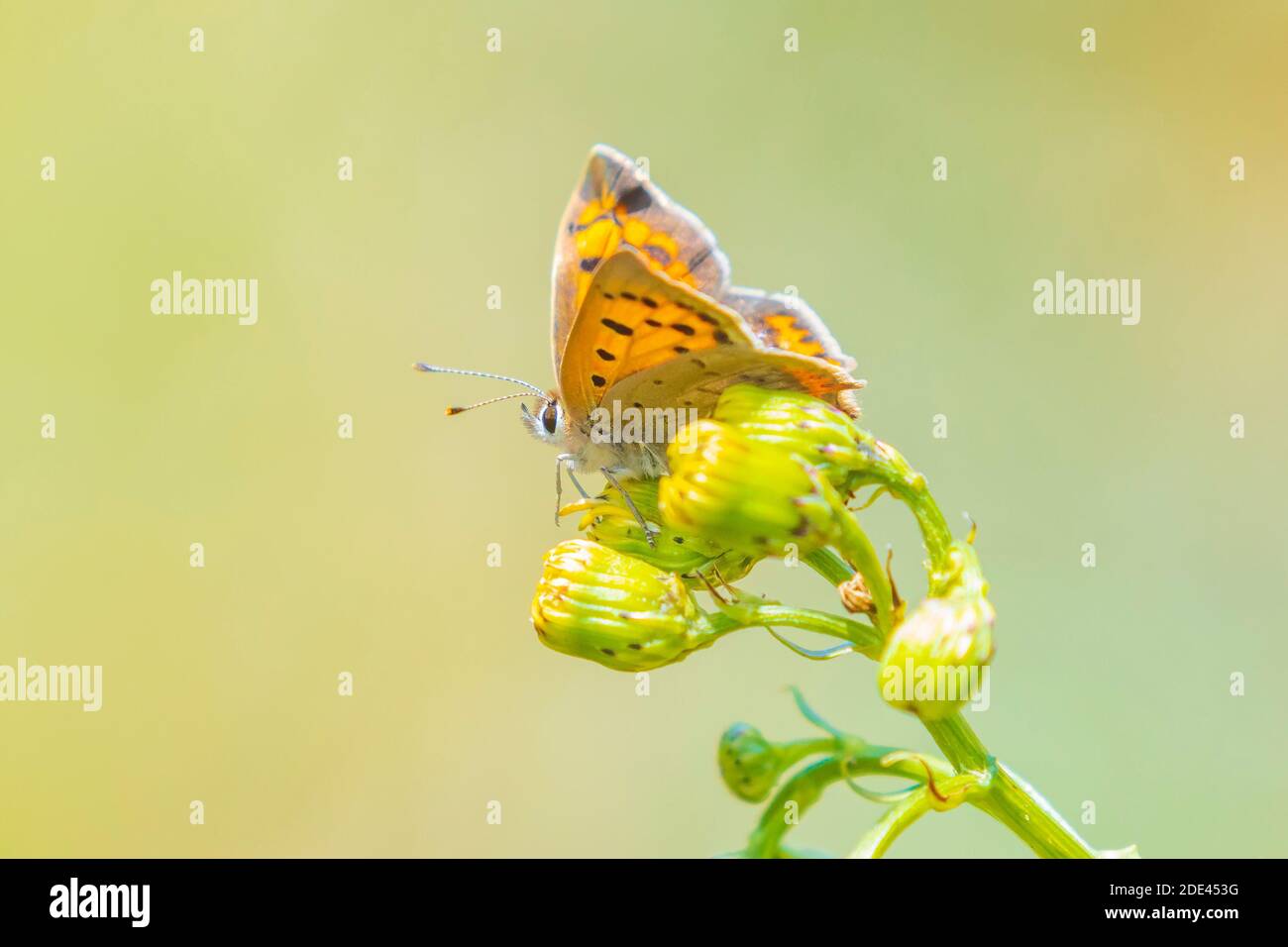 Closeup of a small or common Copper butterfly, lycaena phlaeas, feeding ...
