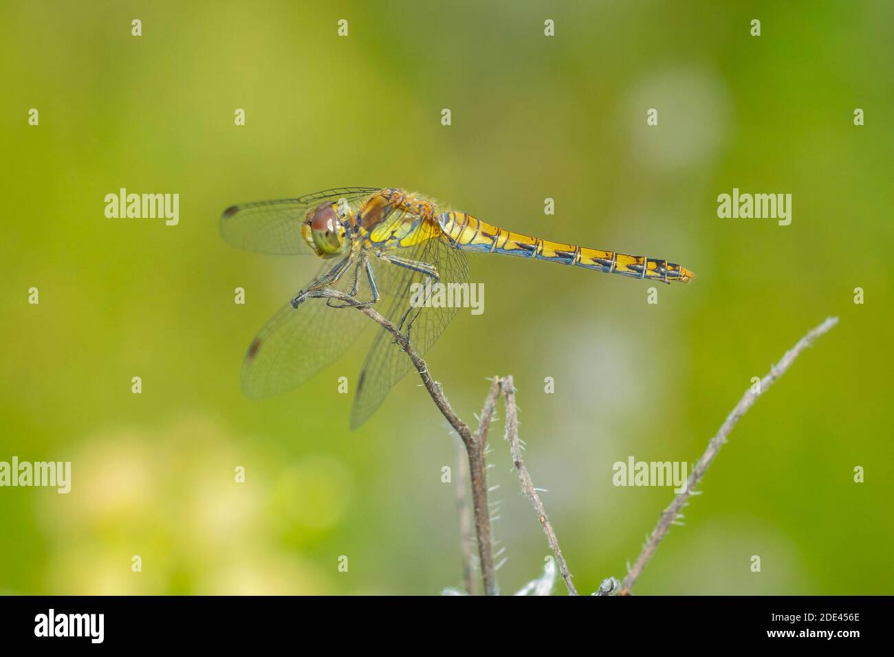 View of a common Darter, Sympetrum striolatum, female with his wings ...