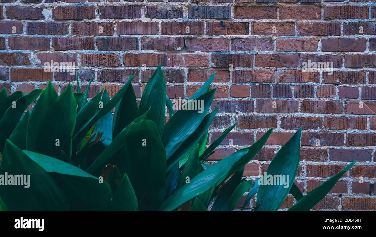 Greenery outside a Brick Building Stock Photo - Alamy