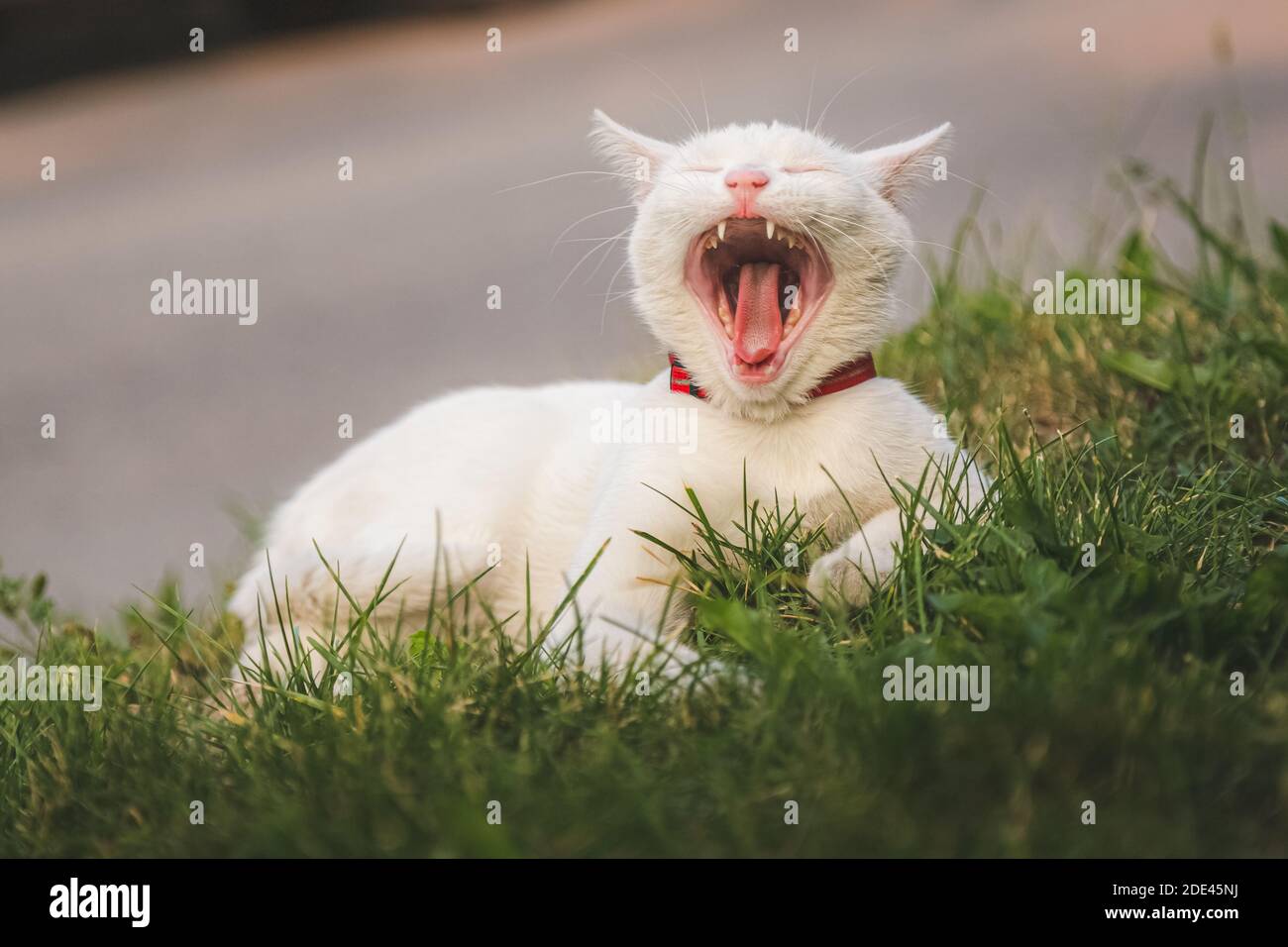Big yawn hi-res stock photography and images - Alamy
