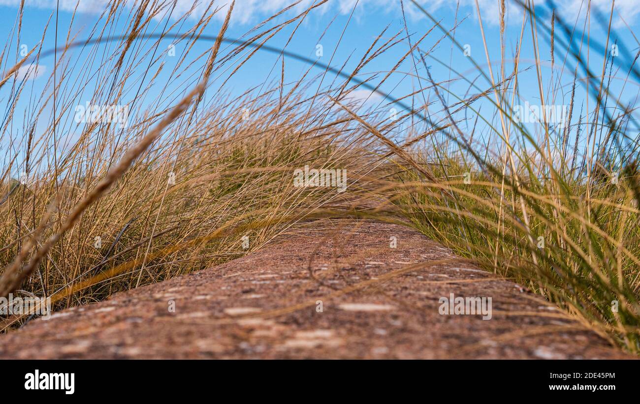 Bent grasses flowers hi-res stock photography and images - Alamy