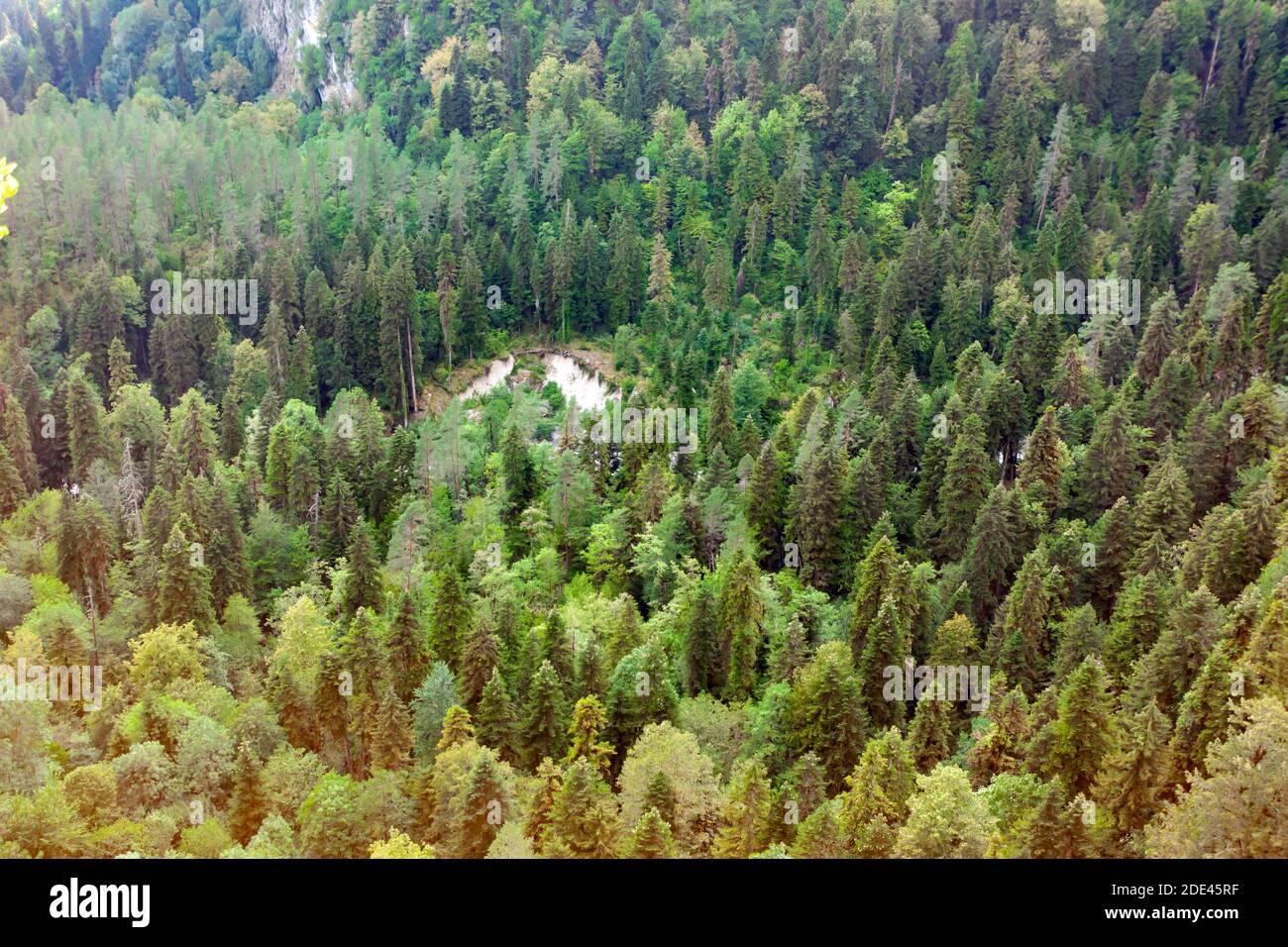High mountain spruces Stock Photo - Alamy