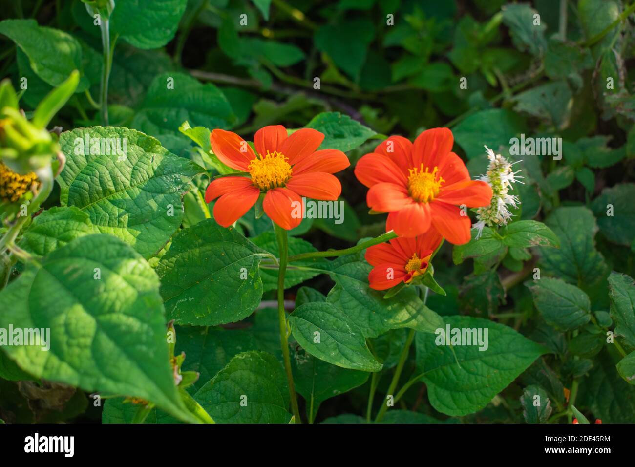 Red tithonia hi-res stock photography and images - Alamy