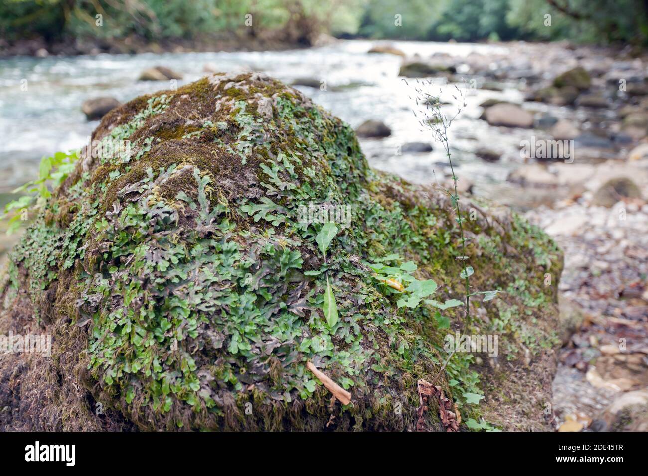 Big stone in river hi-res stock photography and images - Alamy