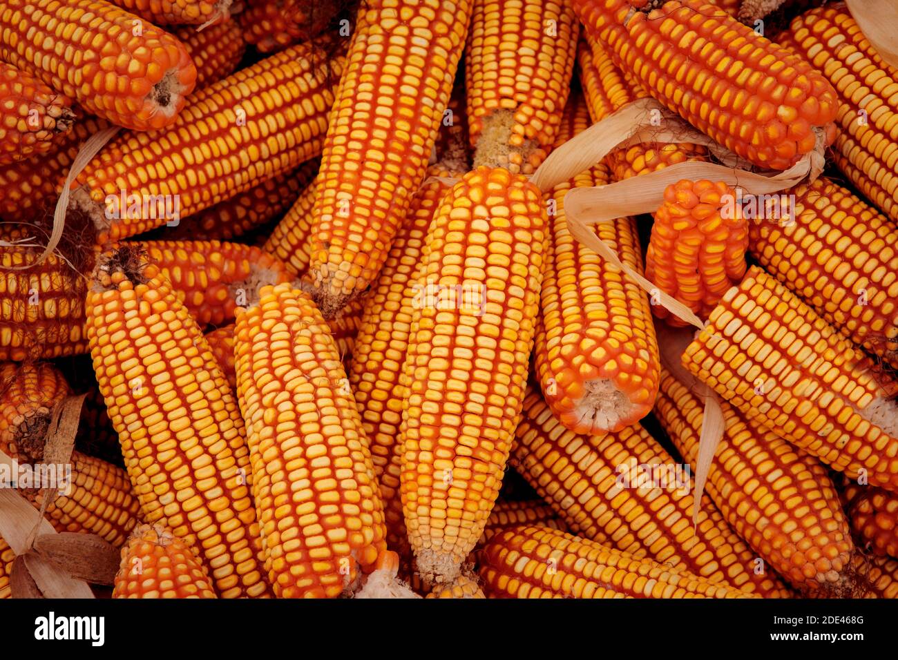 corn stock for produce livestock ingredient Stock Photo - Alamy