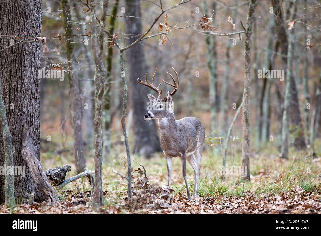 Whitetail Buck Alert Stock Photo - Alamy