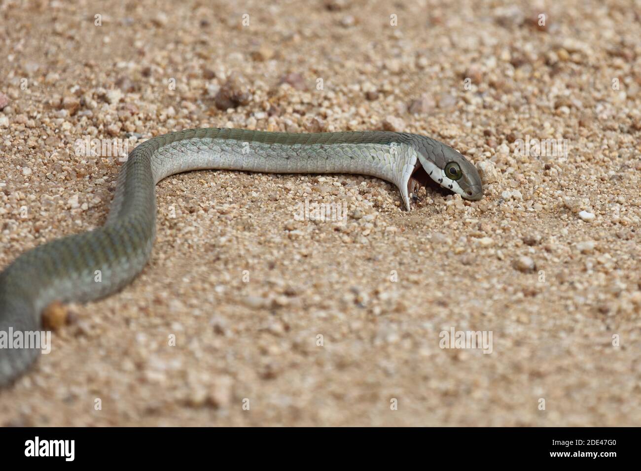 Afrikanische Baumschlange / Boomslang / Dispholidus typus Stock Photo ...