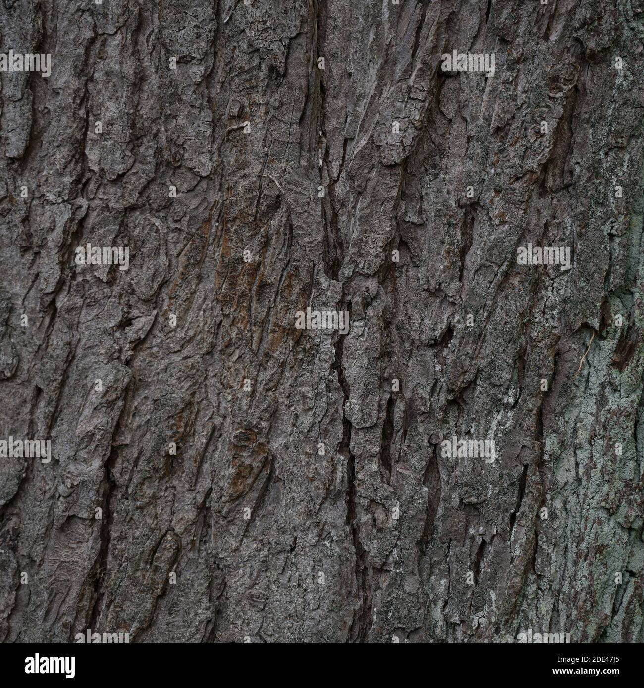 Tree trunk texture hi-res stock photography and images - Alamy