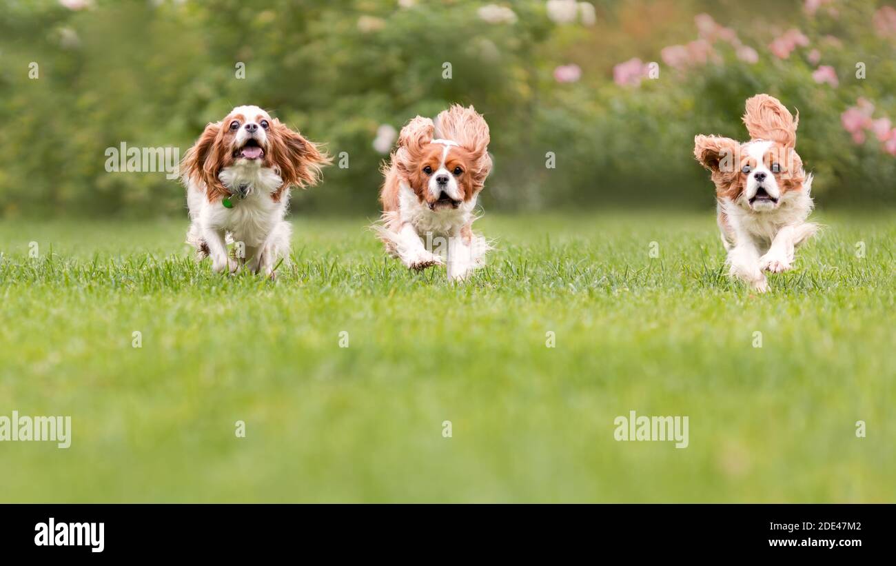 Three young cavalier king charles spaniel dogs are running and jumping ...