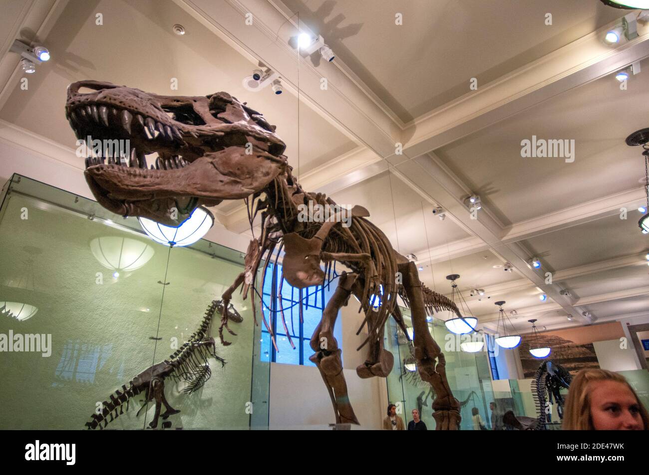 Fossil specimen of the plant-eating dinosaur Triceratops in the ...