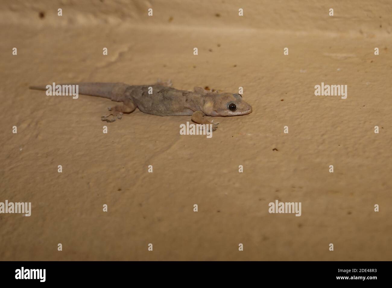 Afrikanischer Hausgecko / Tropical house gecko or Afro-American house ...
