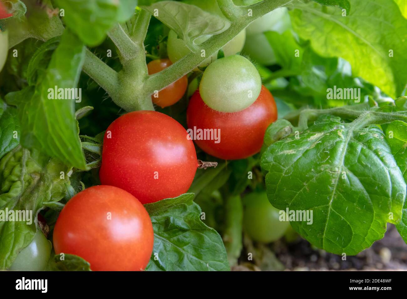 A closeup of dwarf Red Robin tomatoes Stock Photo - Alamy