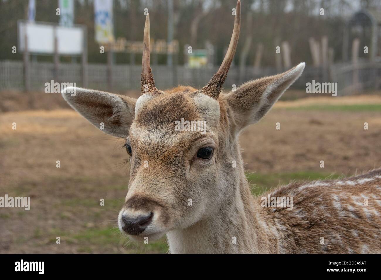 Close up young deer grazing hi-res stock photography and images - Alamy