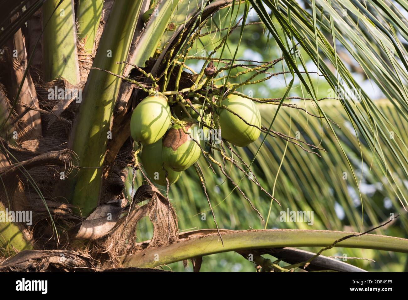 Small Coconuts in a Tree Stock Photo - Alamy