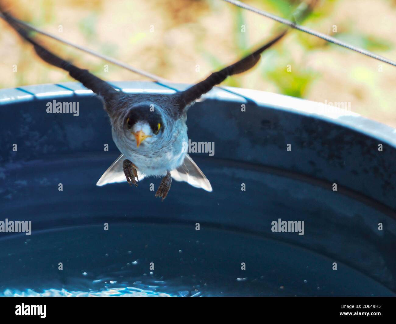 Australian native bird, Noisy Miner, wings spread, taking flight after ...
