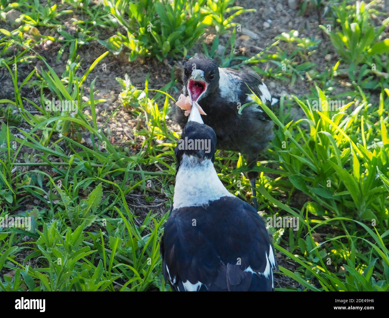 Baby magpies hi-res stock photography and images - Alamy