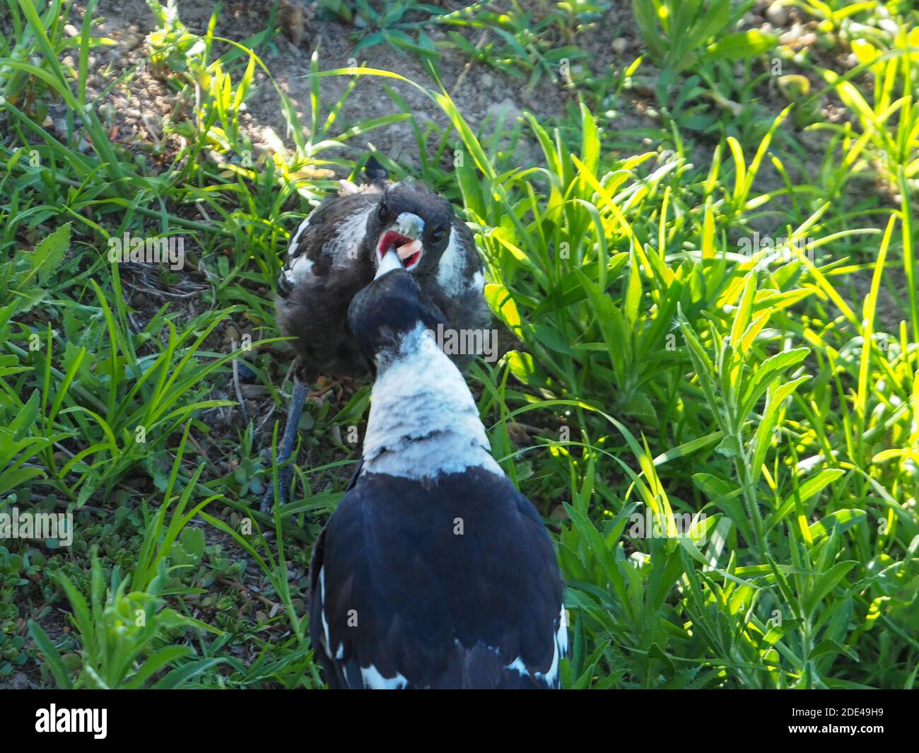 Australian Magpie Birds, Nurturing,Mother or father feeding a still ...