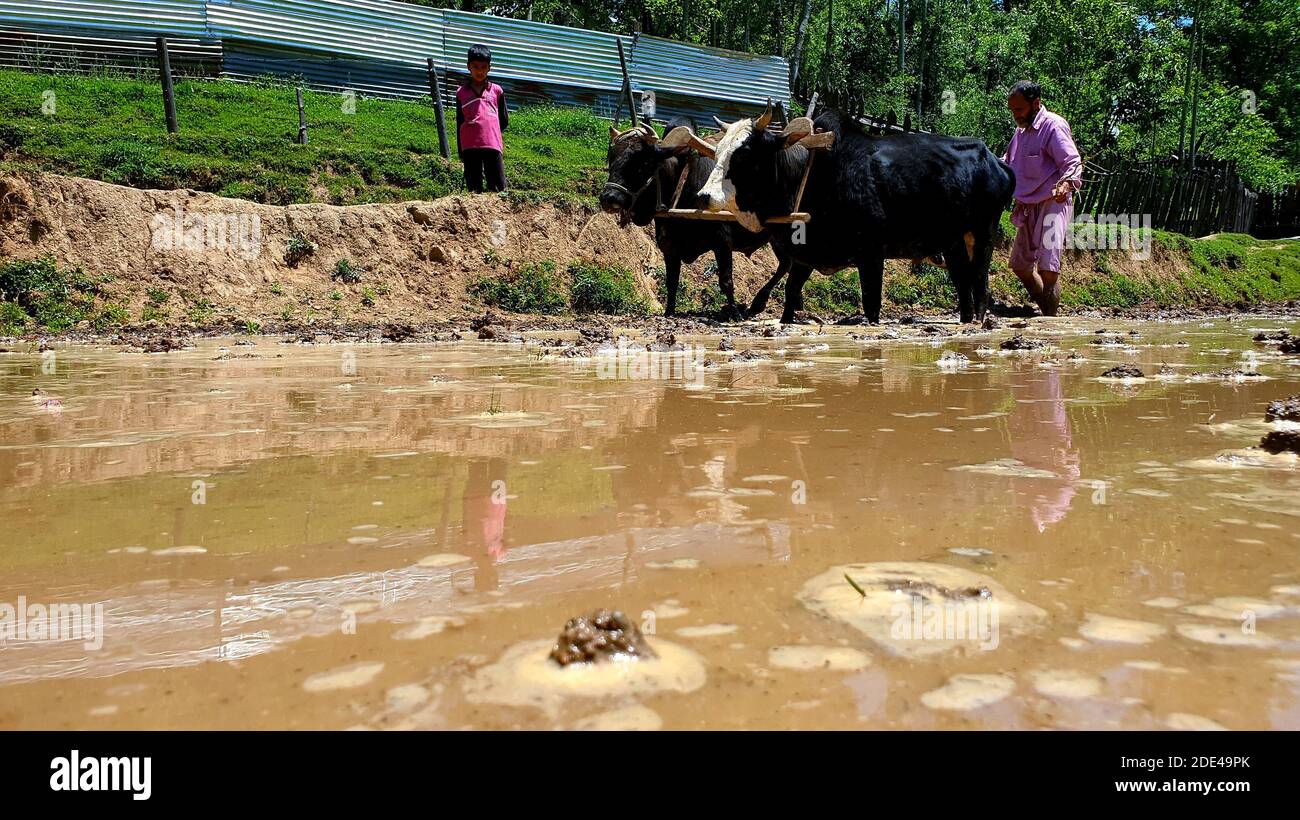Farmers ploughing a field with cattle hi-res stock photography and ...