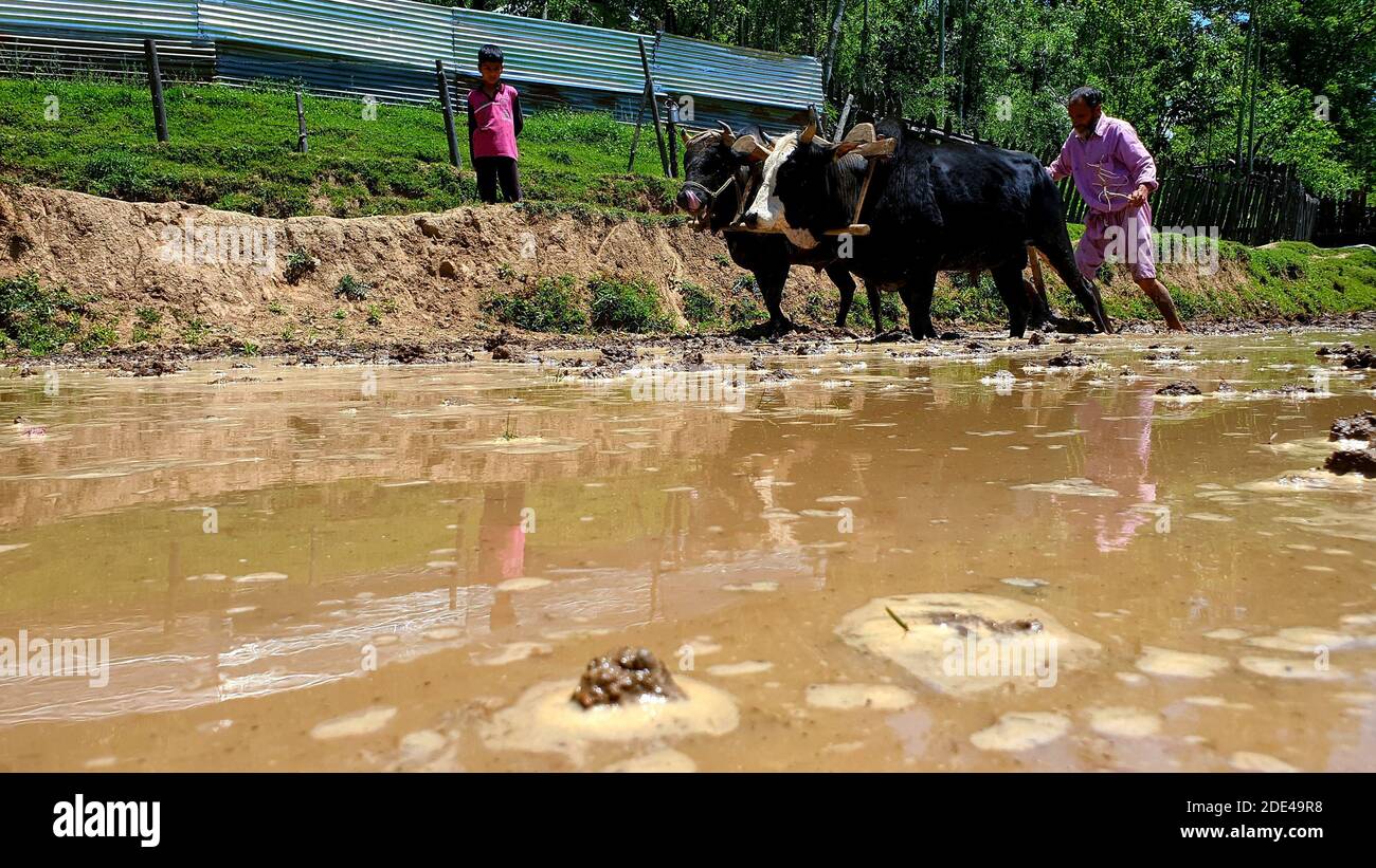 Farmers hand and farmer ploughing paddy fields with buffalos oxen bulls ...