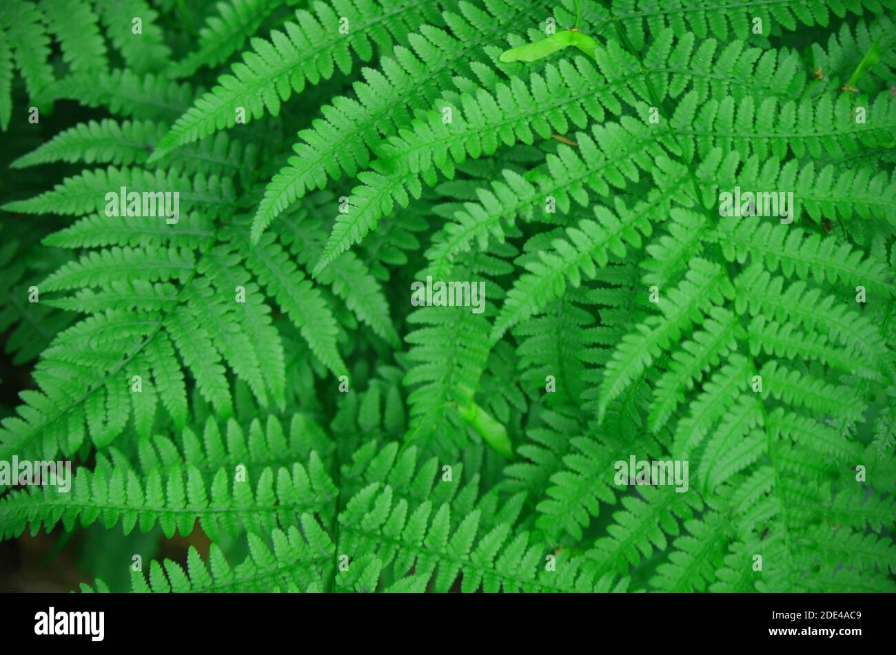 New England Native Ferns in Forest Stock Photo - Alamy